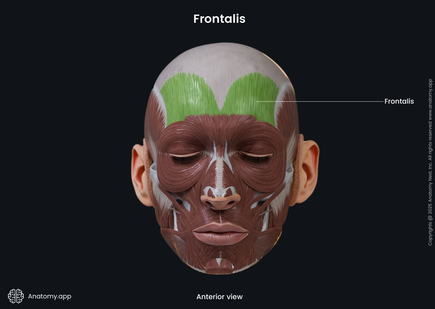 Frontalis (anterior view) | Anatomy.app