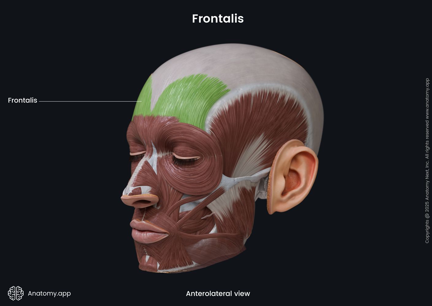 Frontalis (anterolateral view) | Anatomy.app