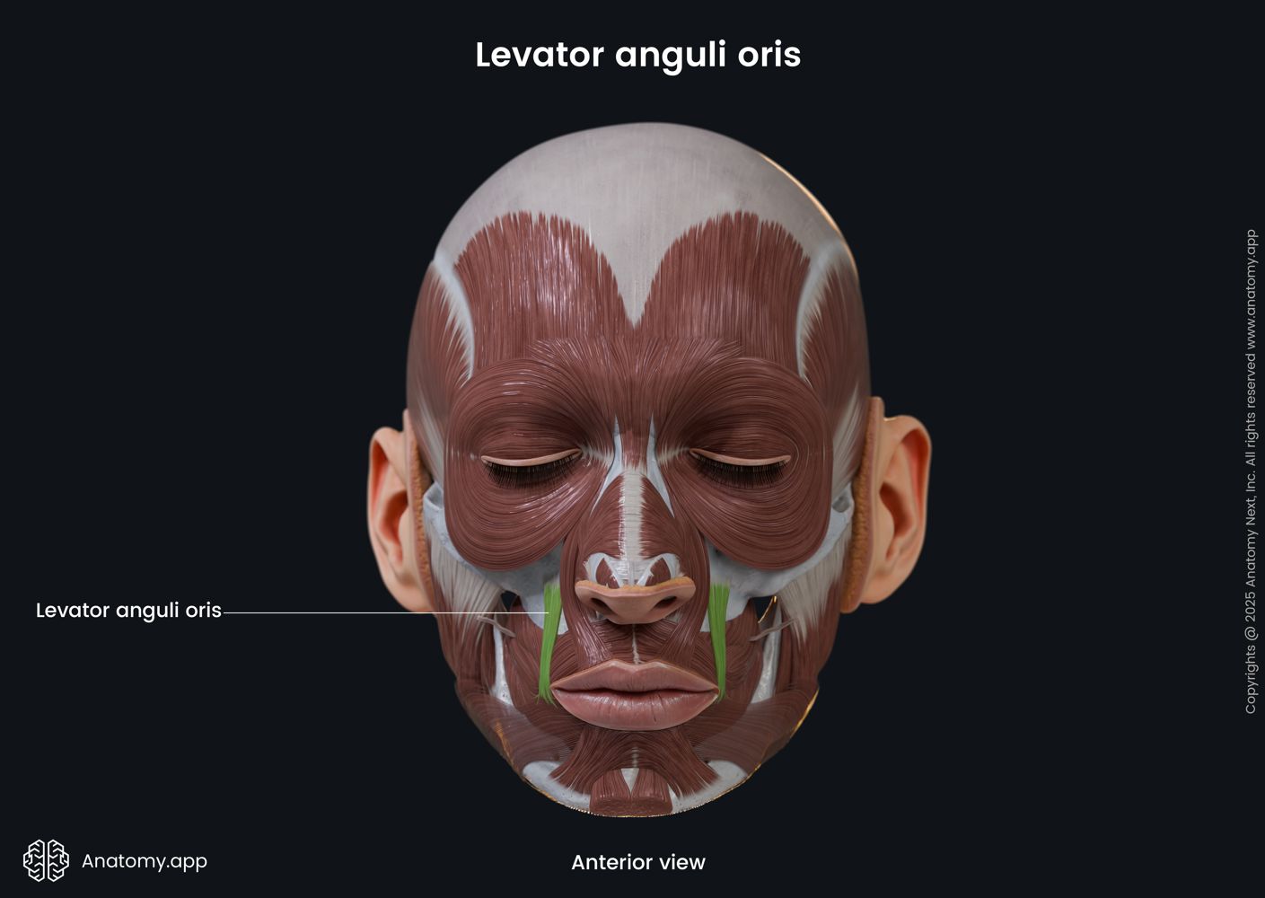 Levator anguli oris (anterior view) | Anatomy.app
