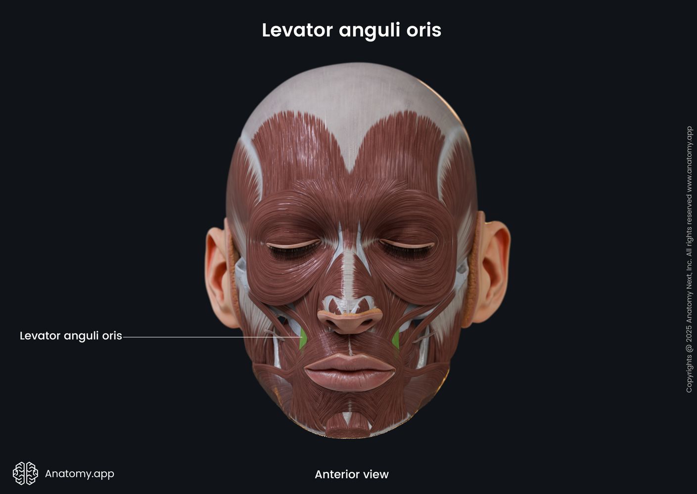 Levator anguli oris (anterior view) | Anatomy.app