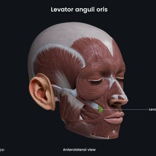Levator labii superioris (anterolateral view) | Anatomy.app