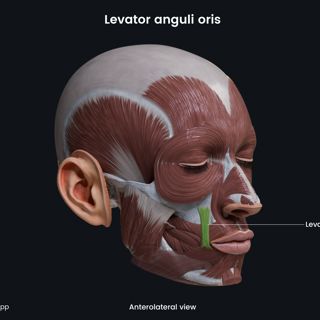 Levator labii superioris (anterolateral view) | Anatomy.app