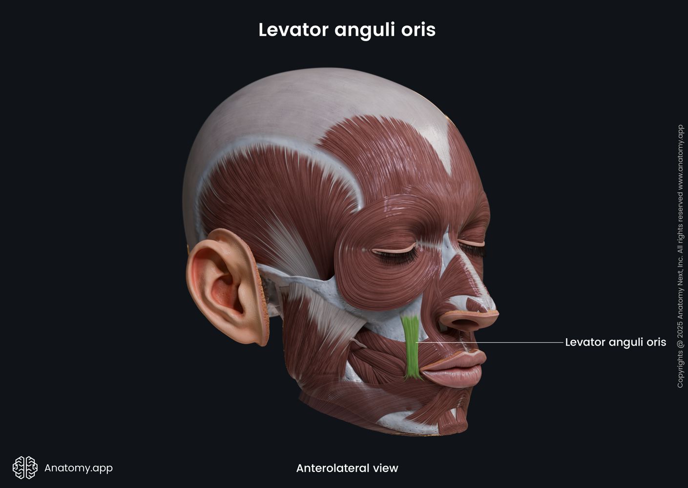 Levator anguli oris (anterolateral view) | Anatomy.app