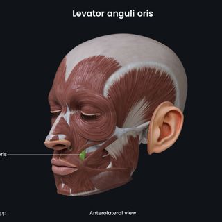 Origin and insertion of levator anguli oris | Anatomy.app