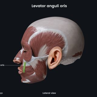 Occipitofrontalis (lateral view) | Anatomy.app