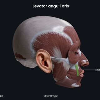 Origin and insertion of levator anguli oris | Anatomy.app