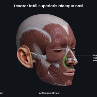 Nasalis (anterolateral view) | Anatomy.app
