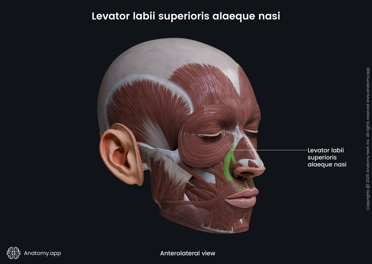 Levator labii superioris alaeque nasi (anterolateral view) | Anatomy.app