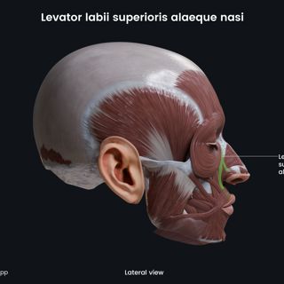 Transverse nasalis (lateral view) | Anatomy.app