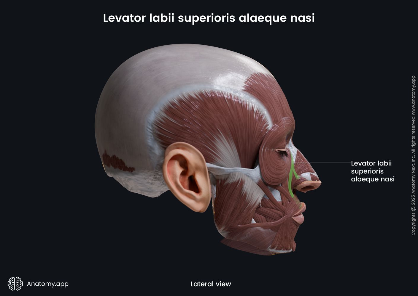 Levator labii superioris alaeque nasi (lateral view) | Anatomy.app