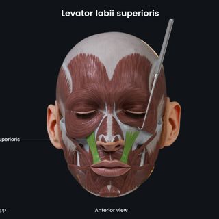 Levator palpebrae superioris | Anatomy.app