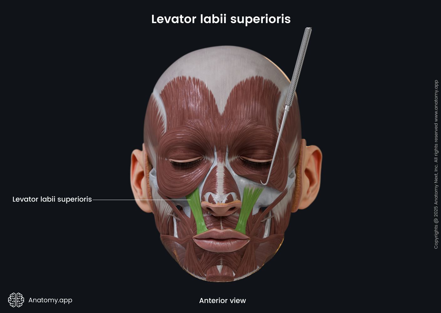 Levator labii superioris (anterior view) | Anatomy.app