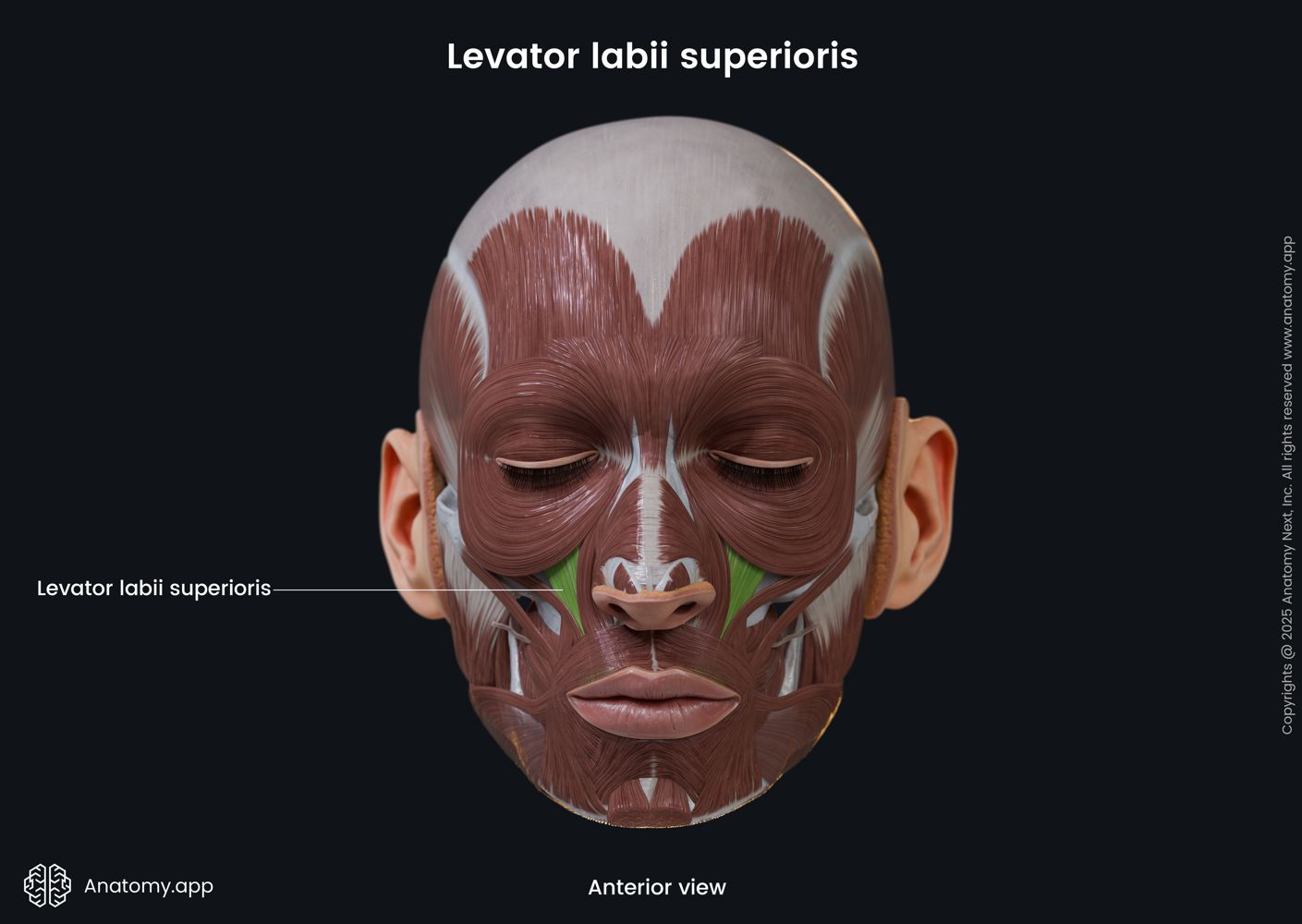 Levator labii superioris (anterior view) | Anatomy.app