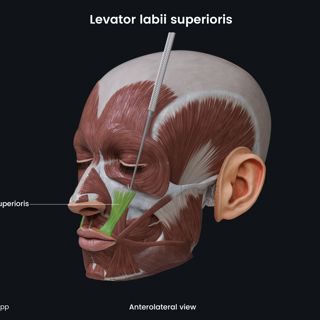 Buccinator (anterolateral view) | Anatomy.app
