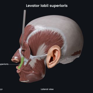 Levator palpebrae superioris | Anatomy.app