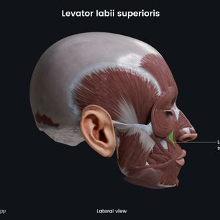 Facial muscles (overview) | Anatomy.app