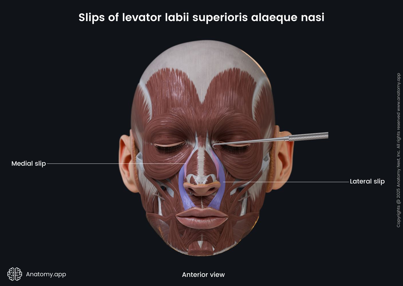 Slips of levator labii superioris alaeque nasi (anterior view ...