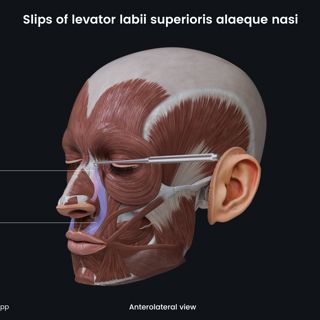Slips of levator labii superioris alaeque nasi (lateral view) | Anatomy.app