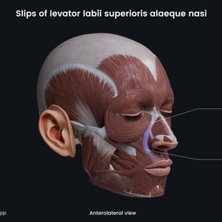 Slips of levator labii superioris alaeque nasi (lateral view) | Anatomy.app