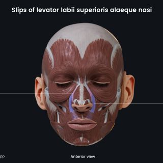 Slips of levator labii superioris alaeque nasi (anterior view ...