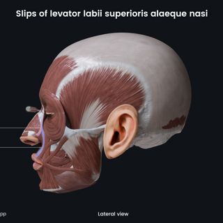 Slips of levator labii superioris alaeque nasi (anterior view ...