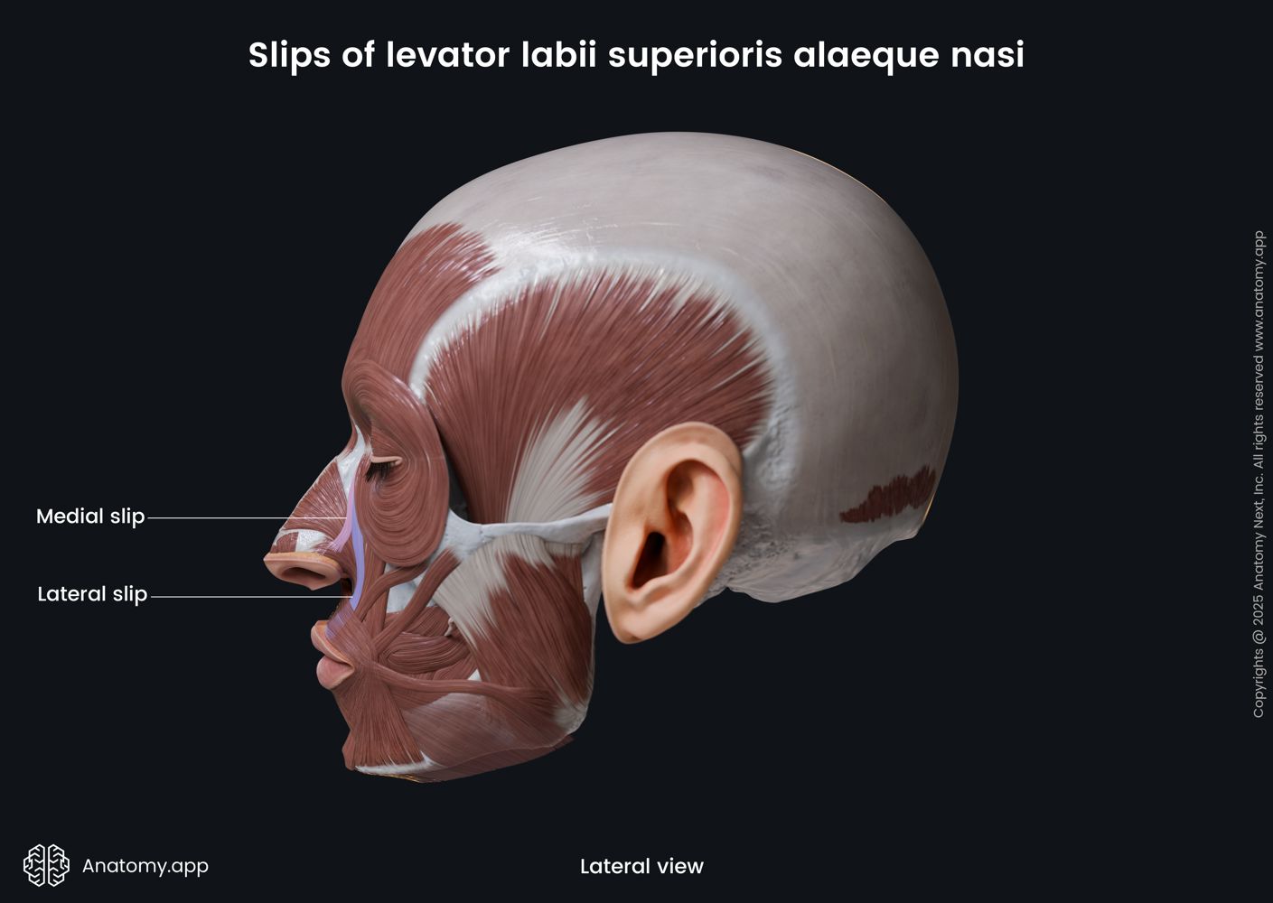 Slips of levator labii superioris alaeque nasi (lateral view) | Anatomy.app