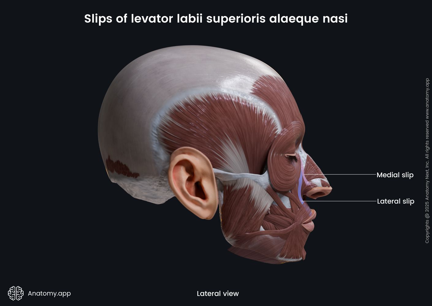Slips of levator labii superioris alaeque nasi (lateral view) | Anatomy.app