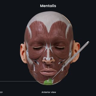 Muscle of uvula | Anatomy.app