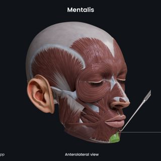 Mentalis (anterolateral view) | Anatomy.app