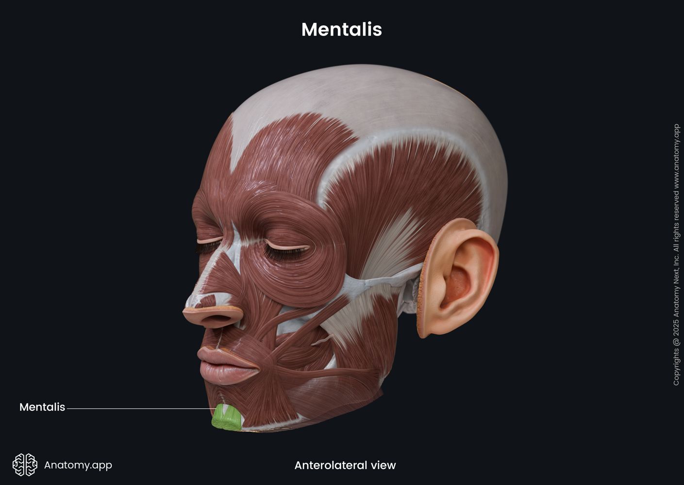 Mentalis (anterolateral view) | Anatomy.app