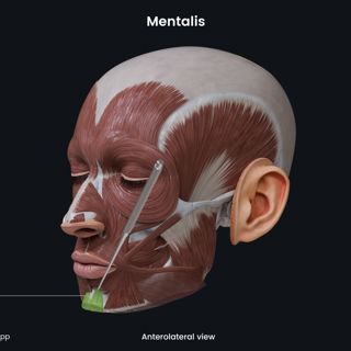 Mentalis (anterolateral view) | Anatomy.app