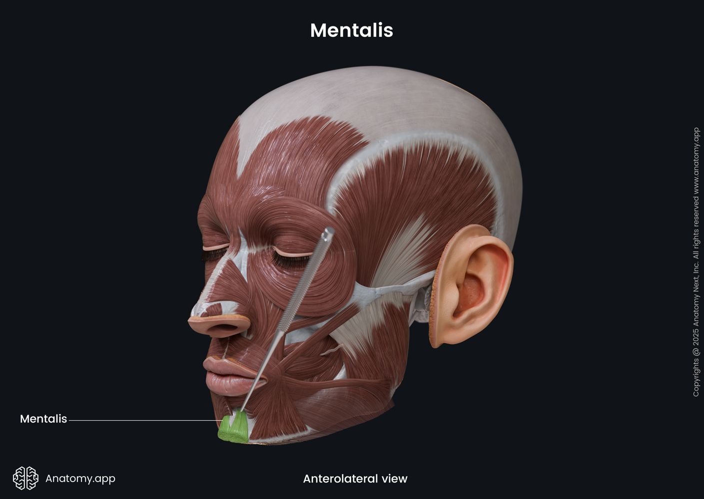Mentalis (anterolateral view) | Anatomy.app