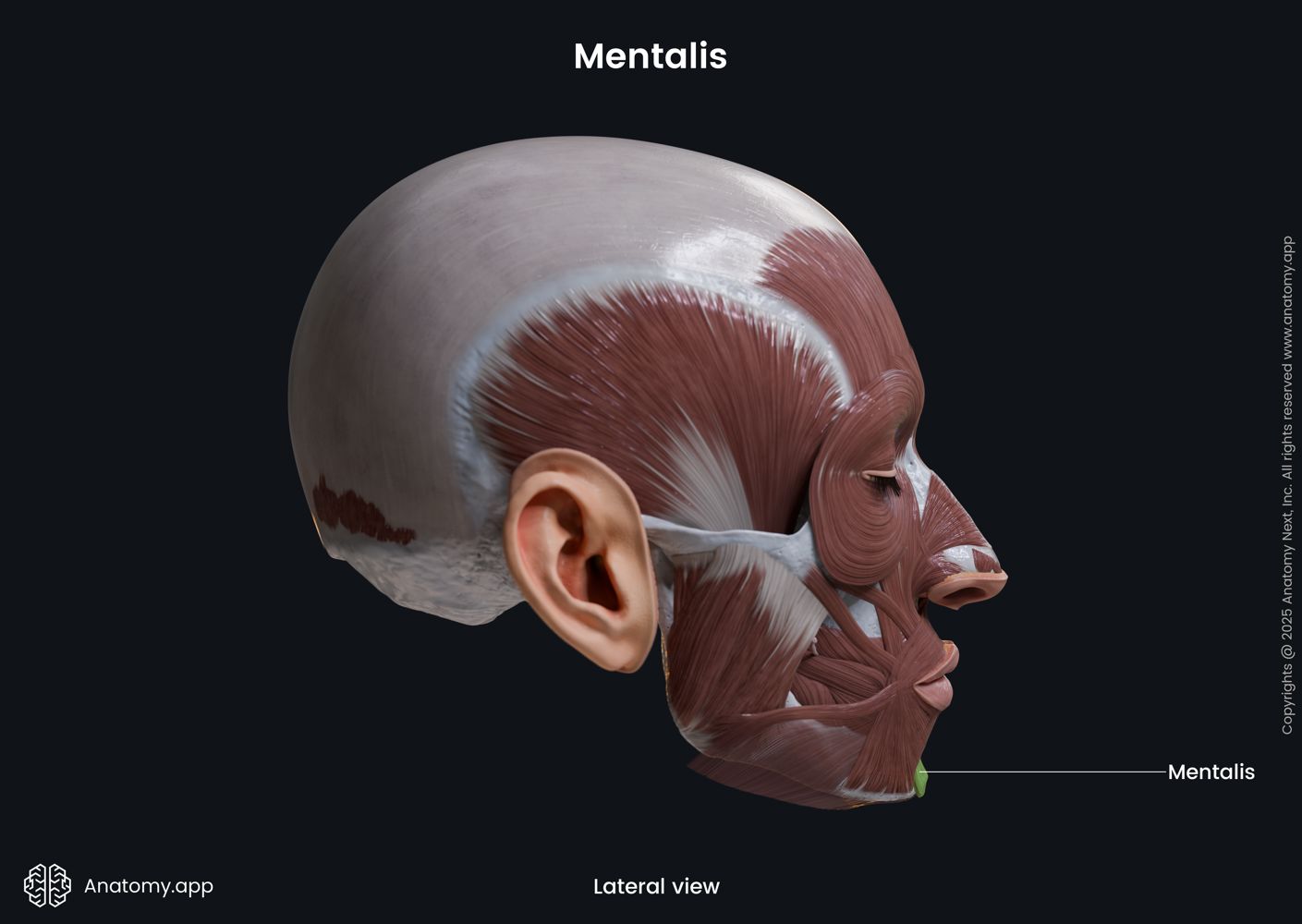 Mentalis (lateral view) | Anatomy.app