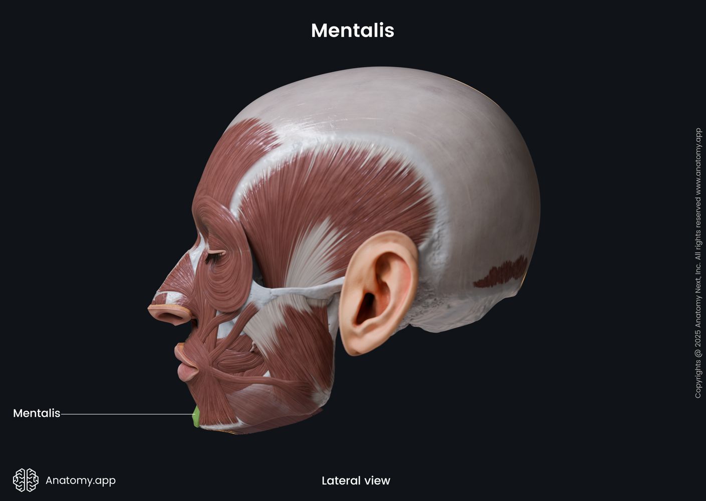 Mentalis (lateral view) | Anatomy.app