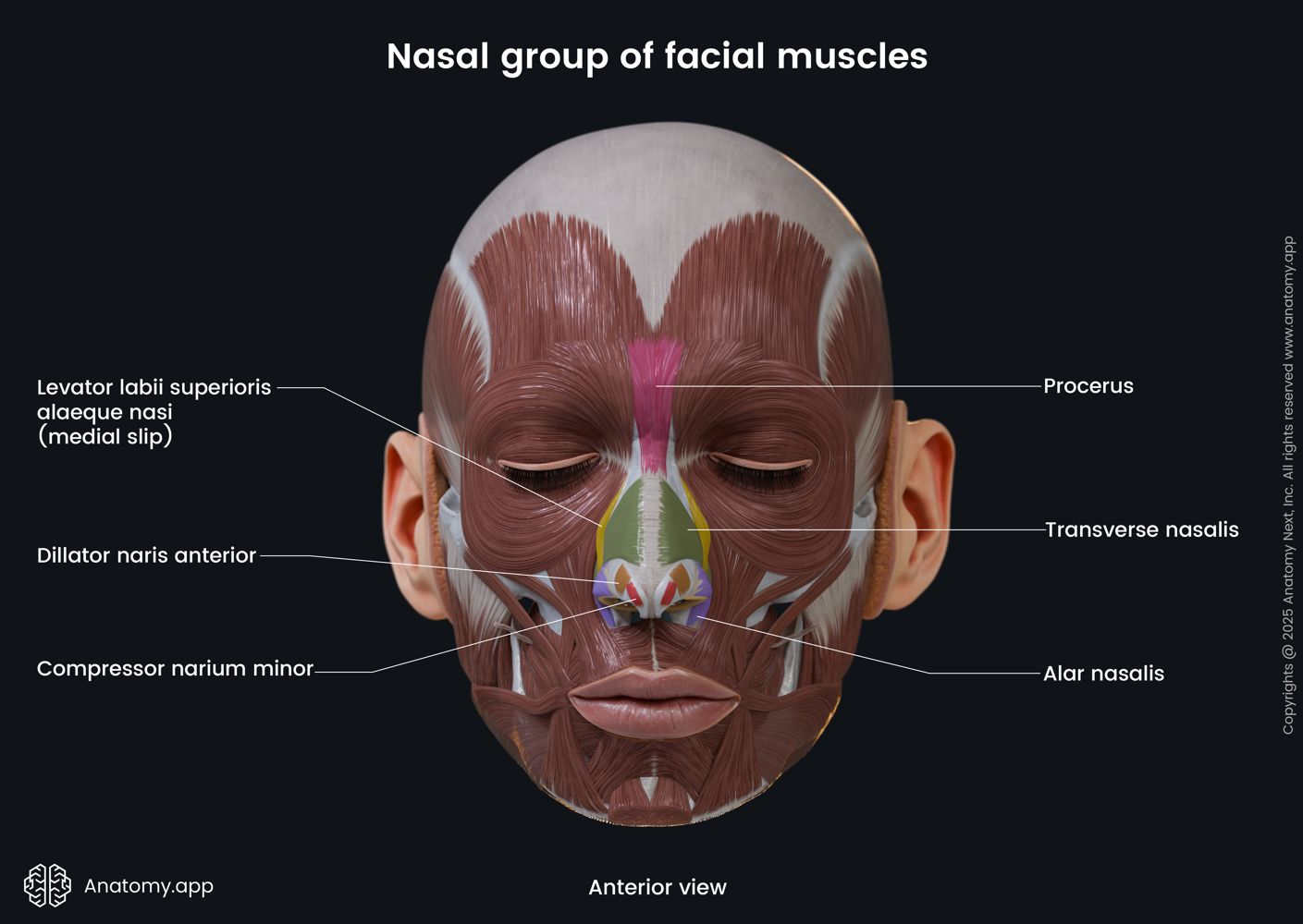 Nasal group of facial muscles (anterior view) | Anatomy.app