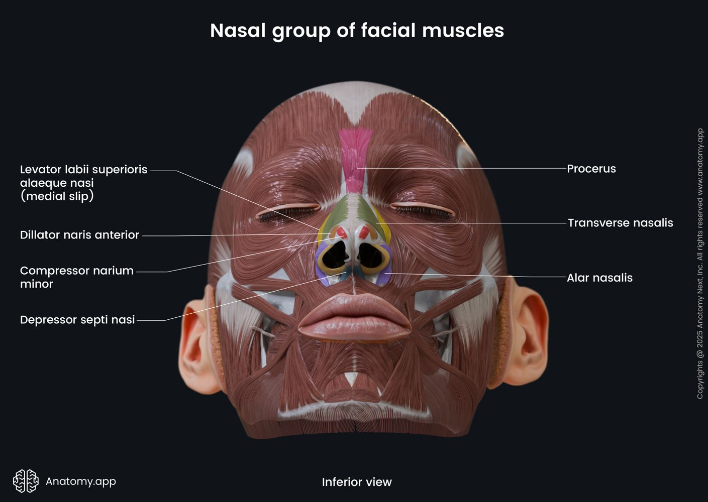 Nasal group of facial muscles (inferior view) | Anatomy.app