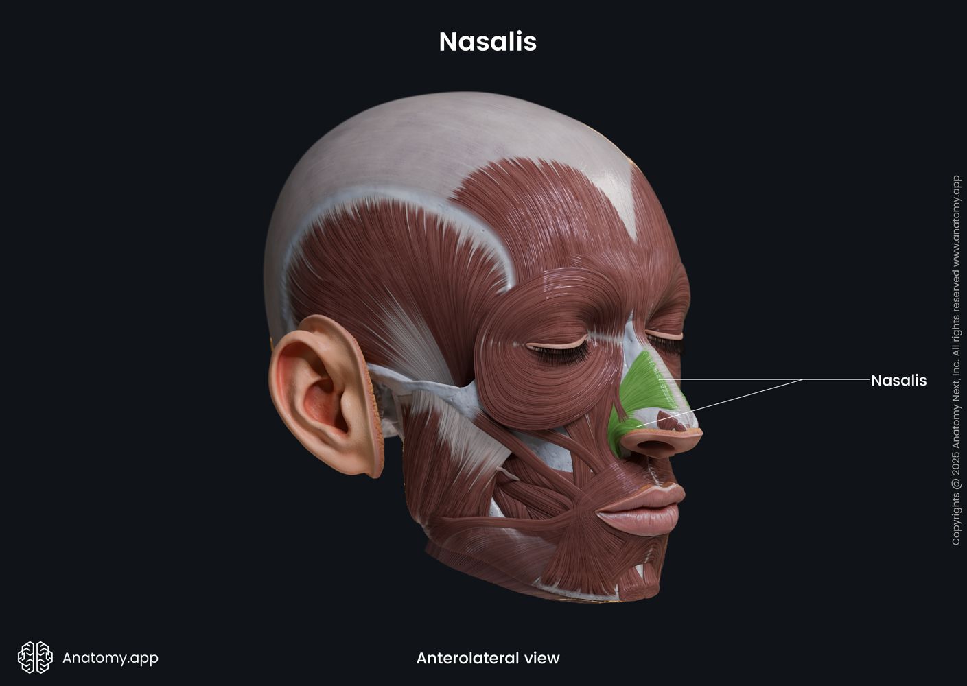 Nasalis (anterolateral view) | Anatomy.app
