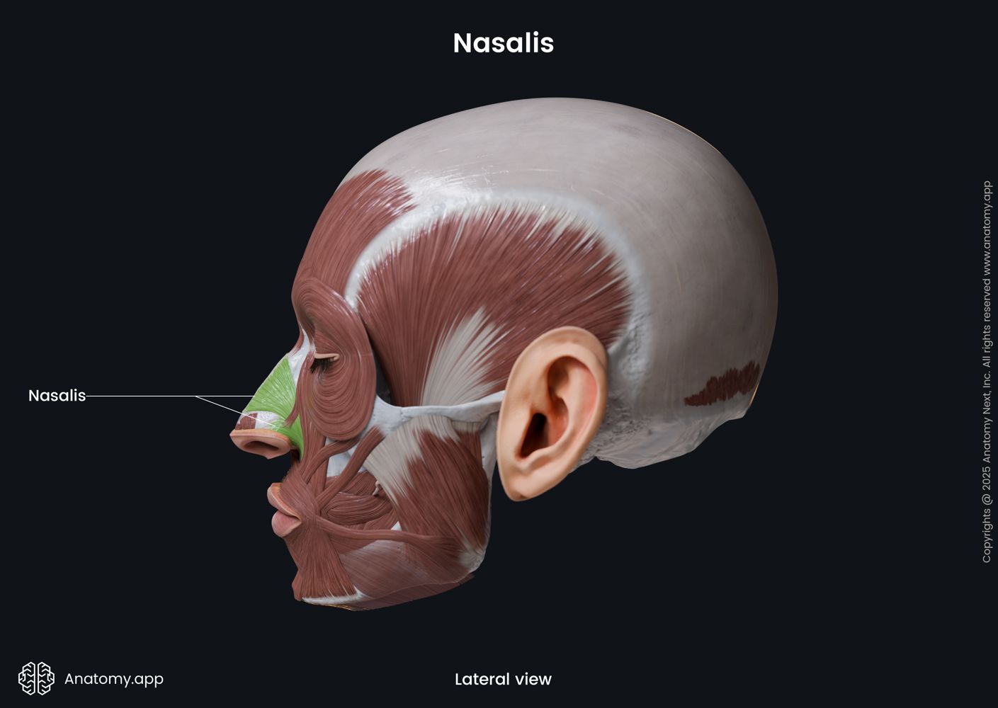 Nasalis (lateral view) | Anatomy.app