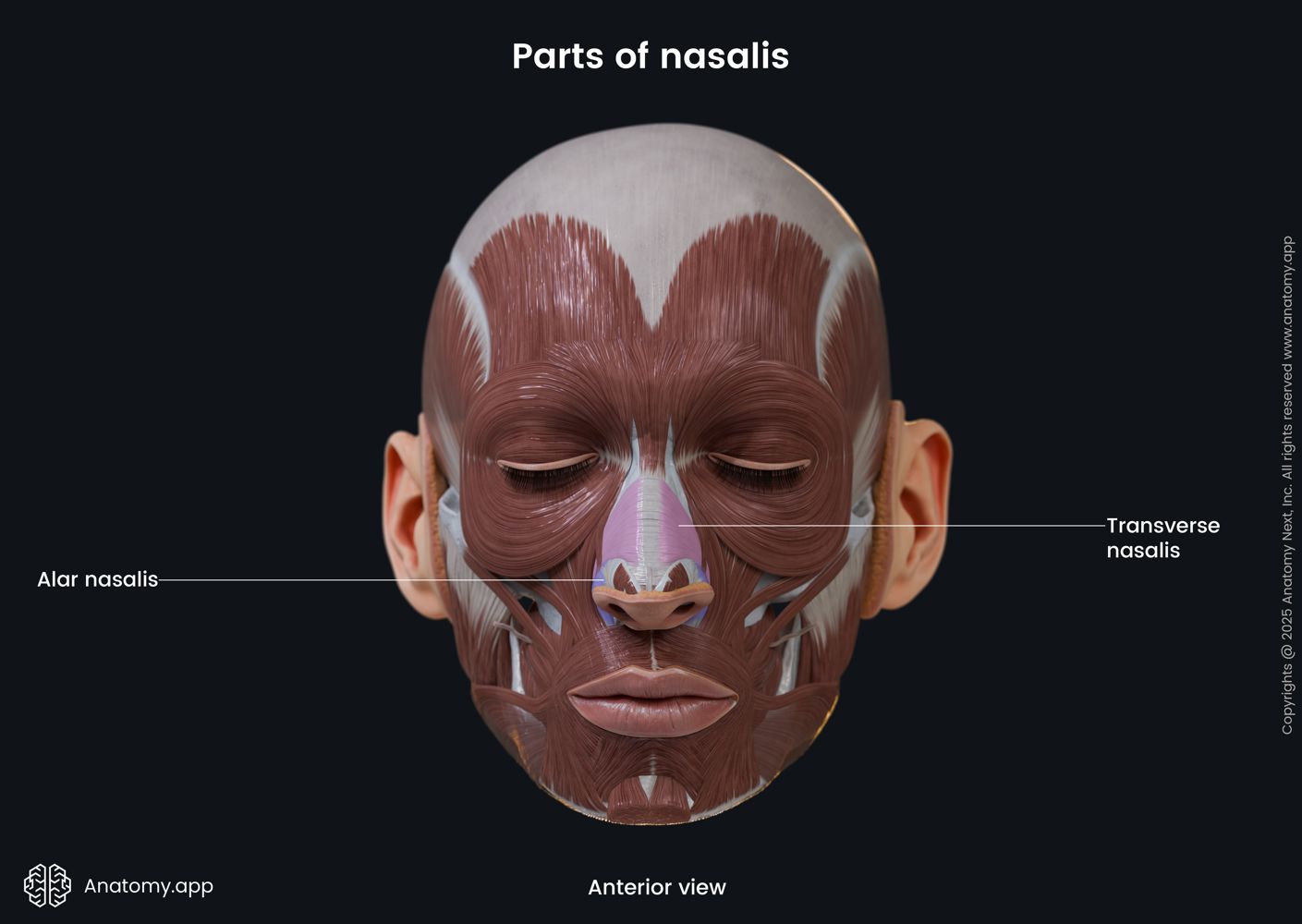 Parts of nasalis (anterior view) | Anatomy.app