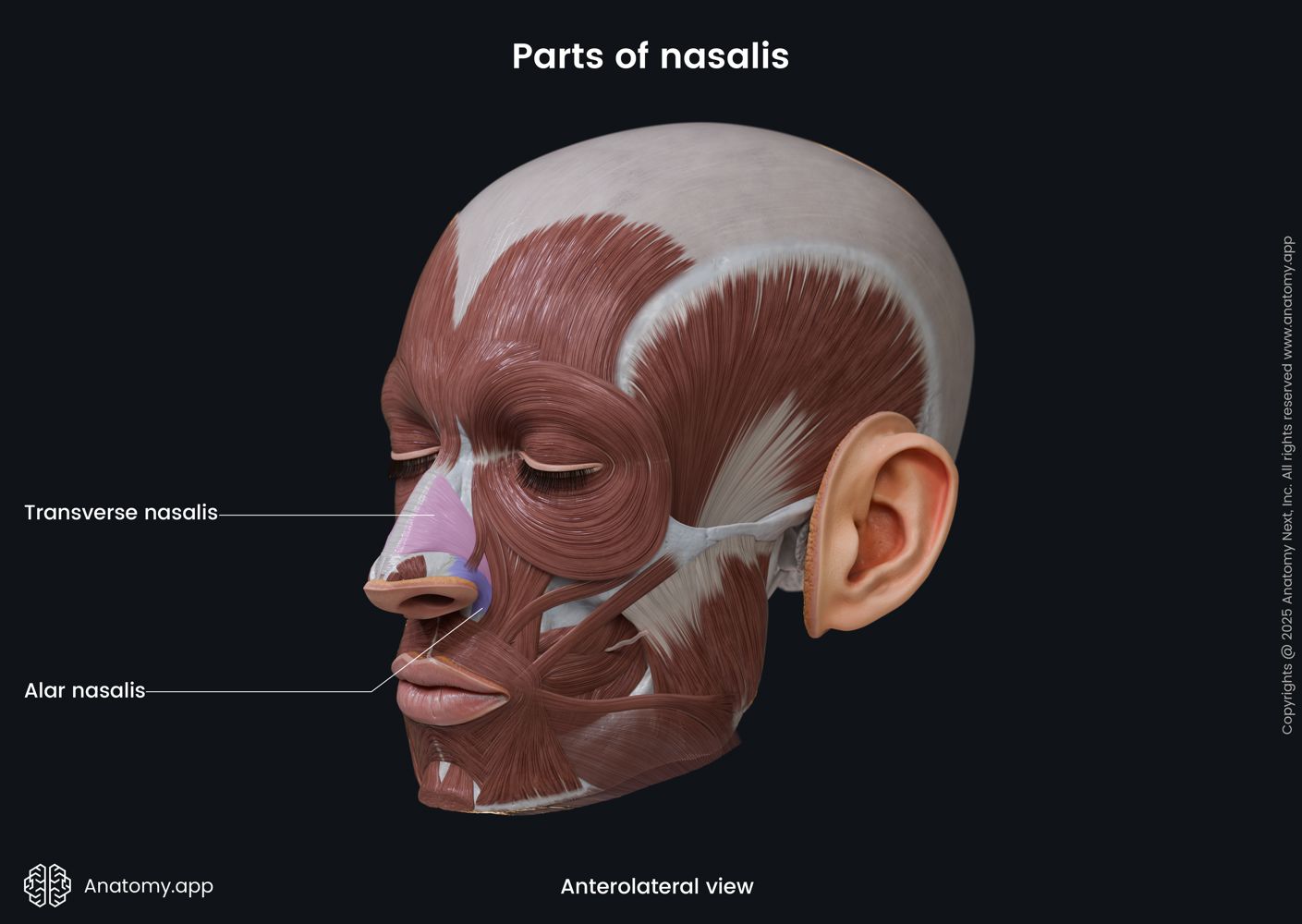 Parts of nasalis (anterolateral view) | Anatomy.app