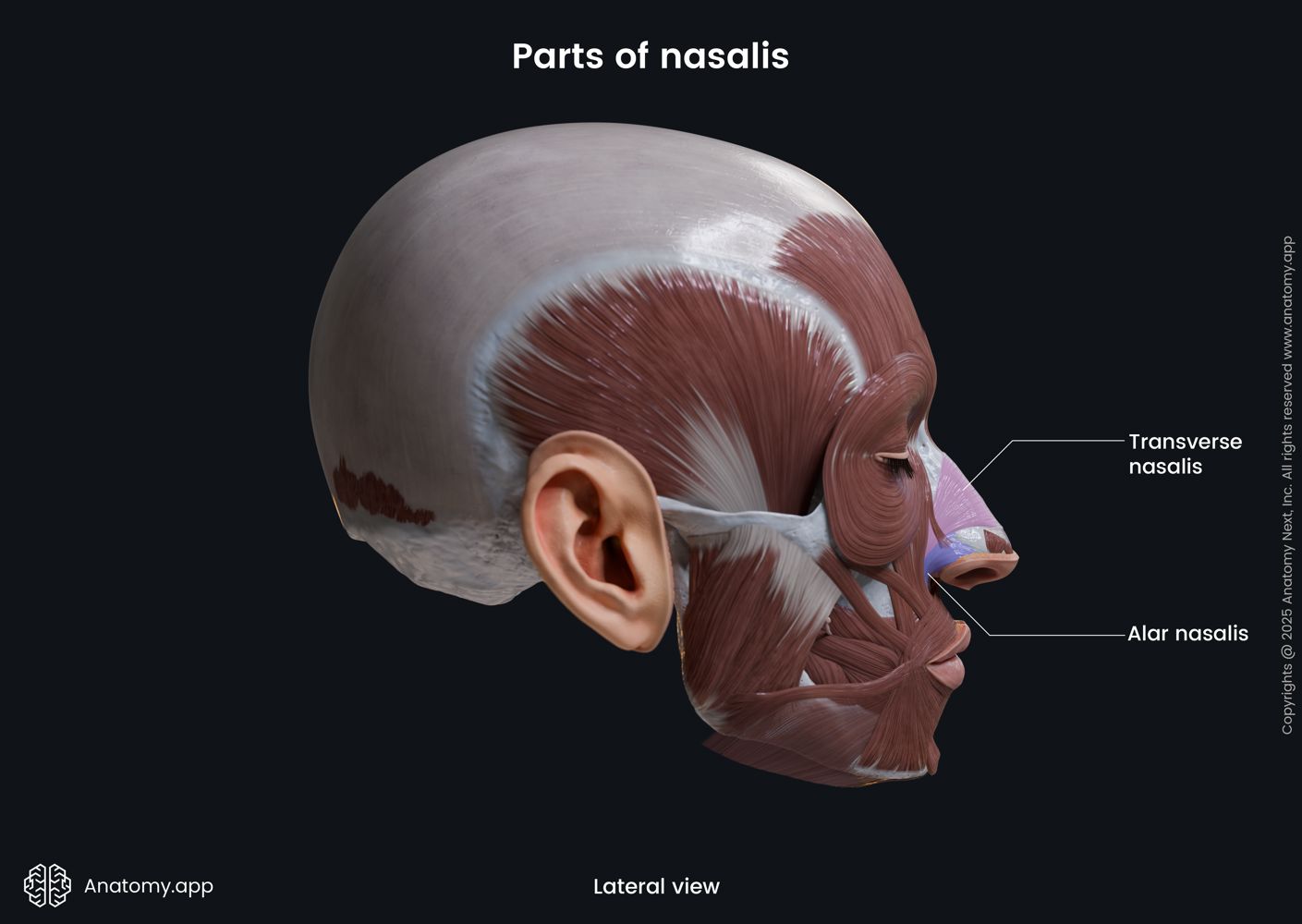 Parts of nasalis (lateral view) | Anatomy.app