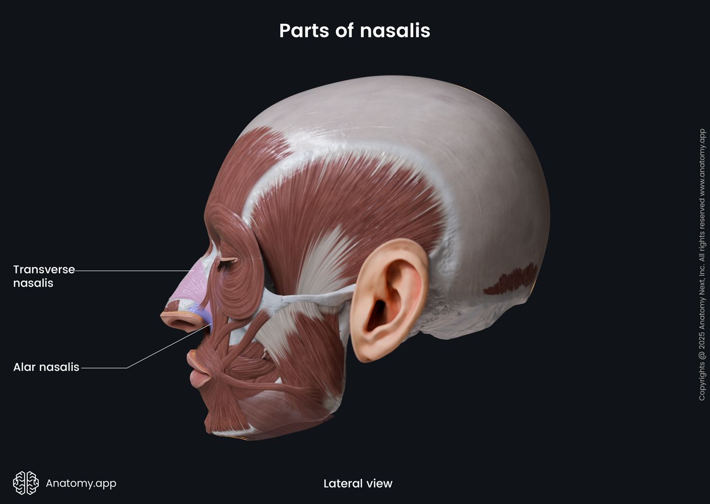 Parts of nasalis (lateral view) | Anatomy.app
