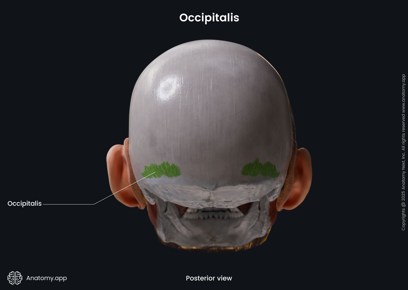 Occipitalis (posterior view) | Anatomy.app