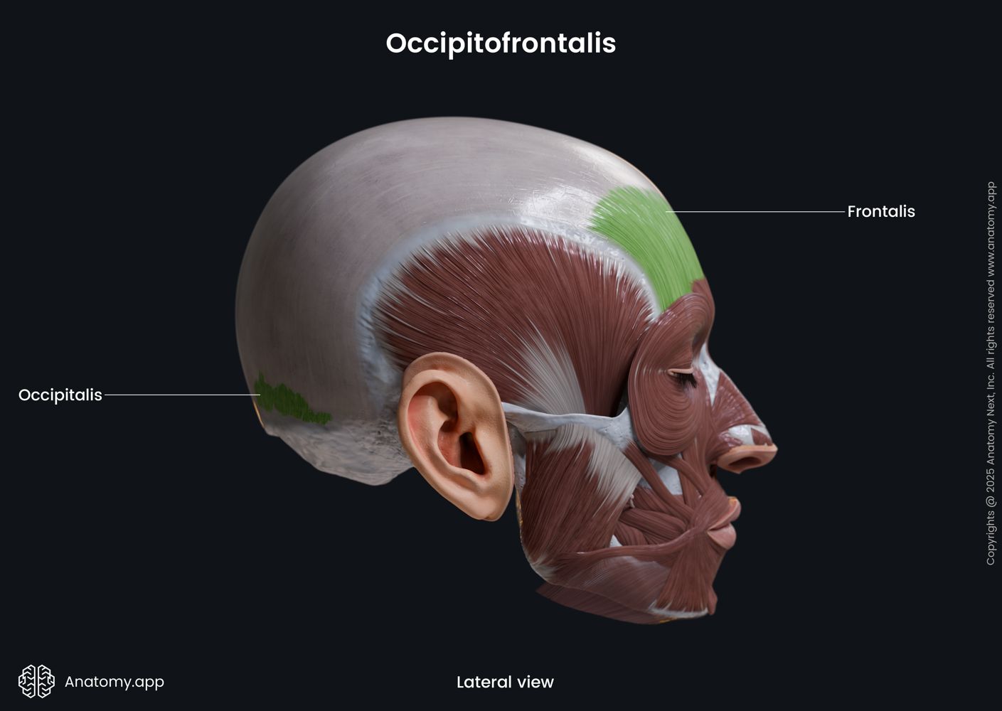 Occipitofrontalis (lateral view) | Anatomy.app