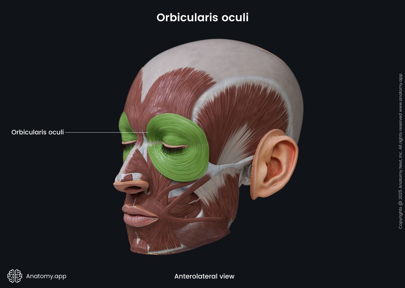 Orbicularis oculi (anterolateral view) | Anatomy.app
