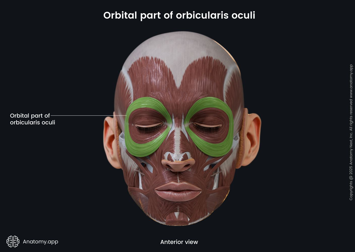 Orbital part of orbicularis oculi (anterior view) | Anatomy.app