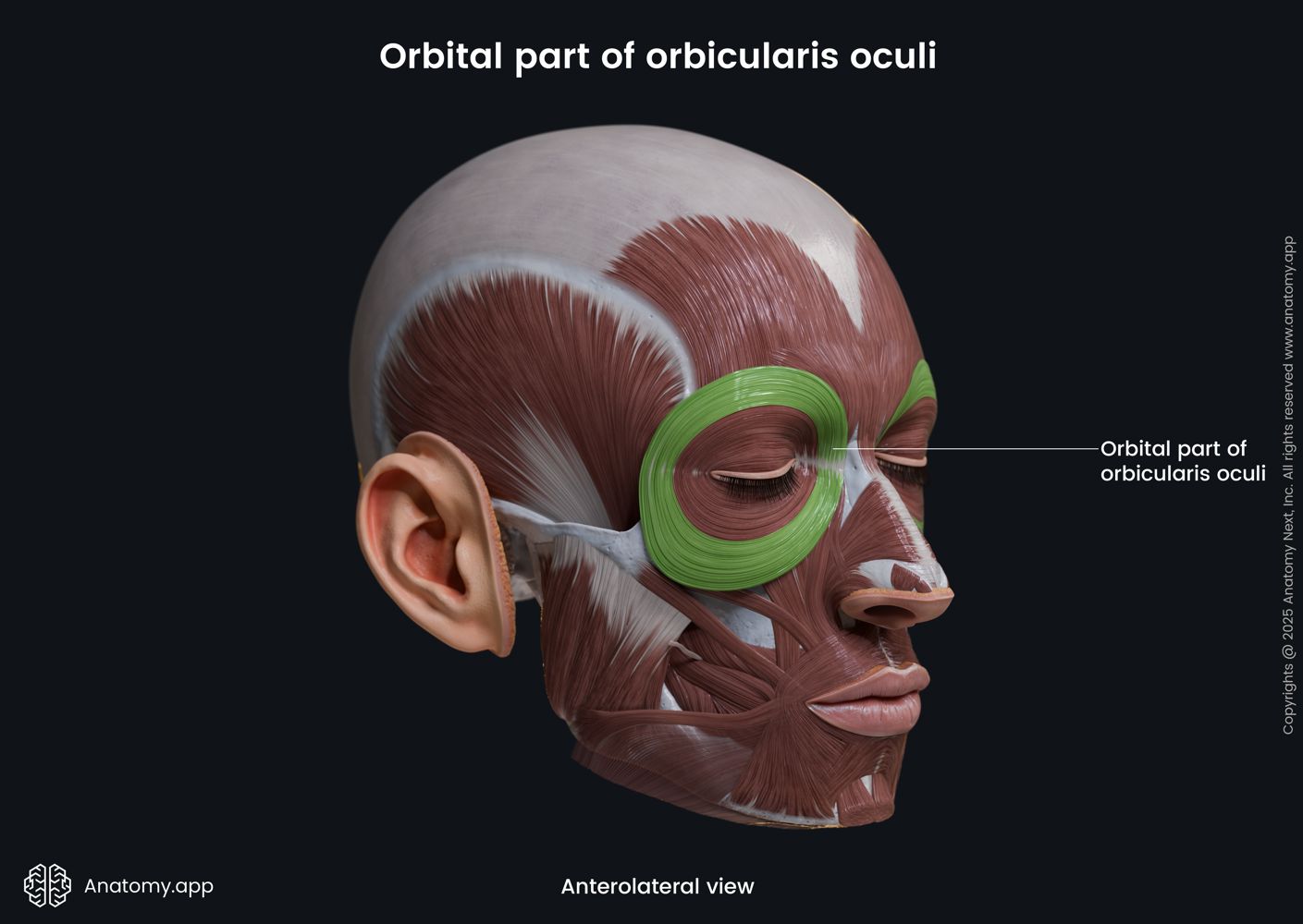 Orbital part of orbicularis oculi (anterolateral view) | Anatomy.app