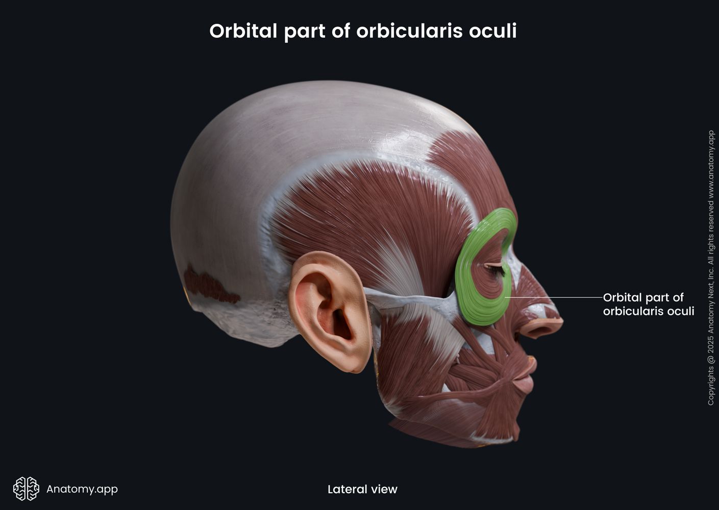 Orbital part of orbicularis oculi (lateral view) | Anatomy.app