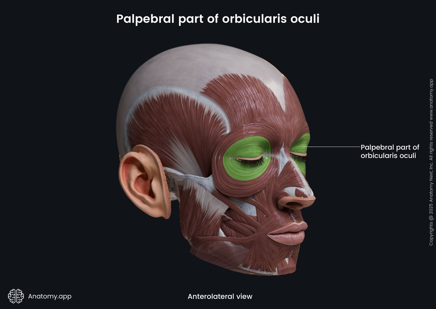 Palpebral part of orbicularis oculi (anterolateral view) | Anatomy.app