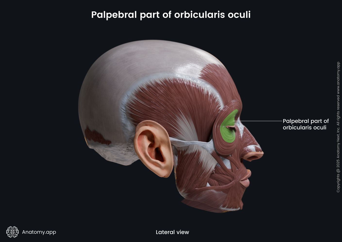 Palpebral part of orbicularis oculi (lateral view) | Anatomy.app